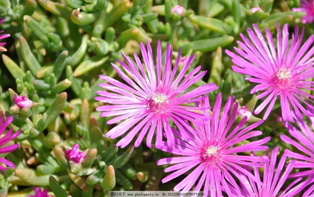 尖漏子花图片_花草树木_自然风景-图行天下素材网